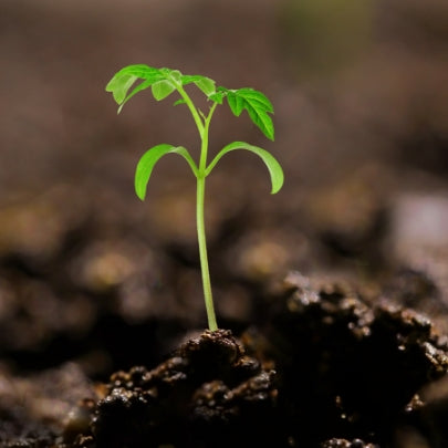 HOW TO GET STARTED with the good grow - Comanche Compost